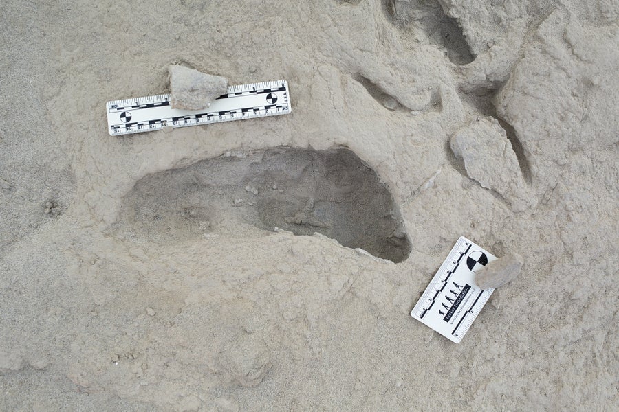 Fossil Footprints Suggest Two Early Human Species Crossed Paths within ...