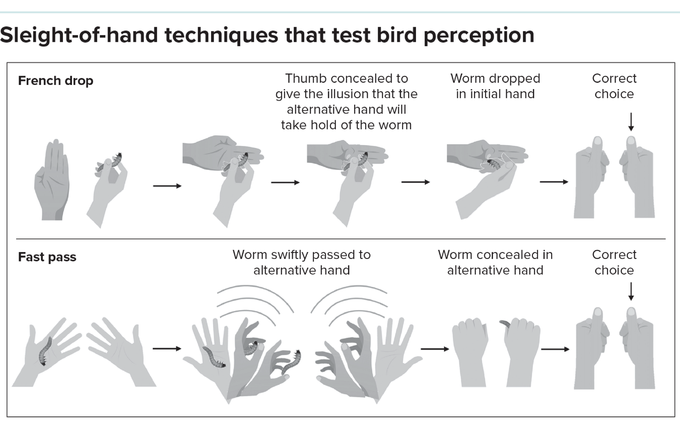 How Magic Tricks Help Us Understand Animal Minds | Scientific American