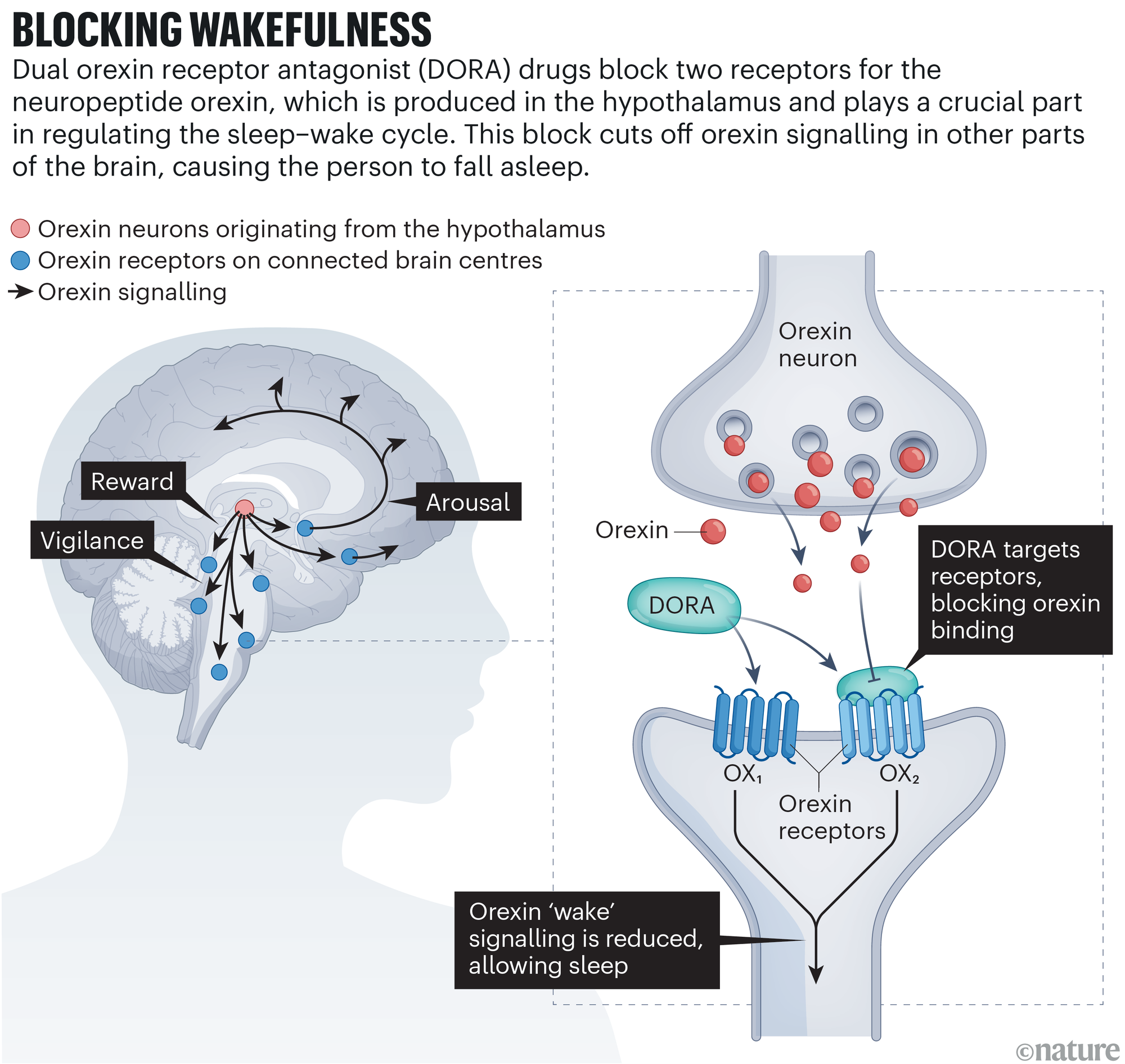 New Class of Drugs Blocks Wakefulness Chemical and Offers Relief from ...
