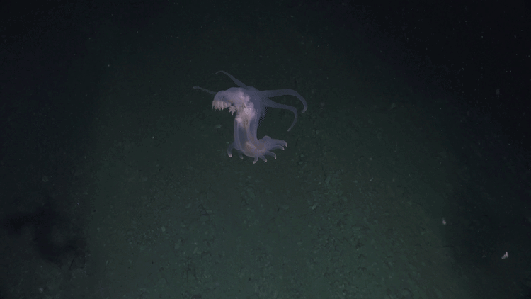 See Strange Deep-Sea Creatures, from ‘Sea Pigs’ to ‘Disco Worms ...