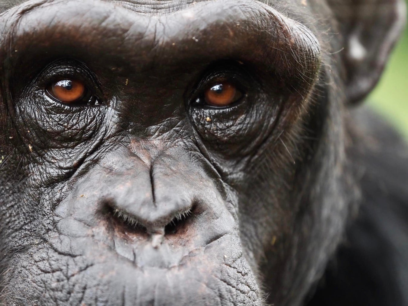 Chimpanzee Metacognition Allows Humanlike Belief Revision | Scientific ...