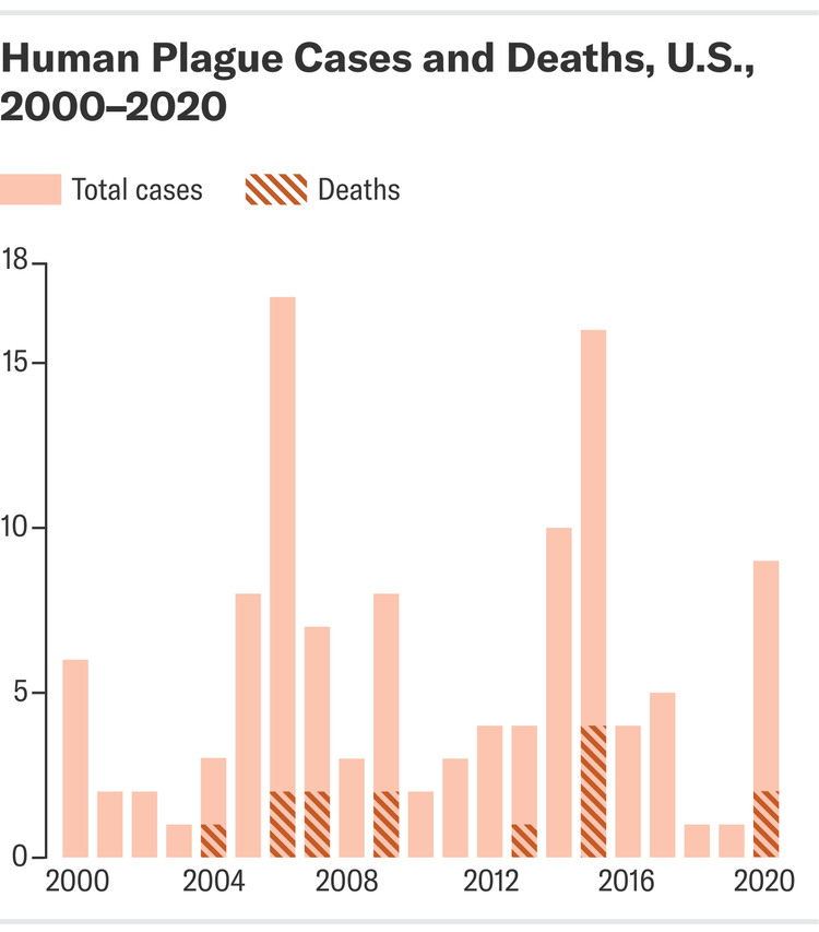 Plague Still Exists. Here’s Where and How It Spreads in the U.S ...