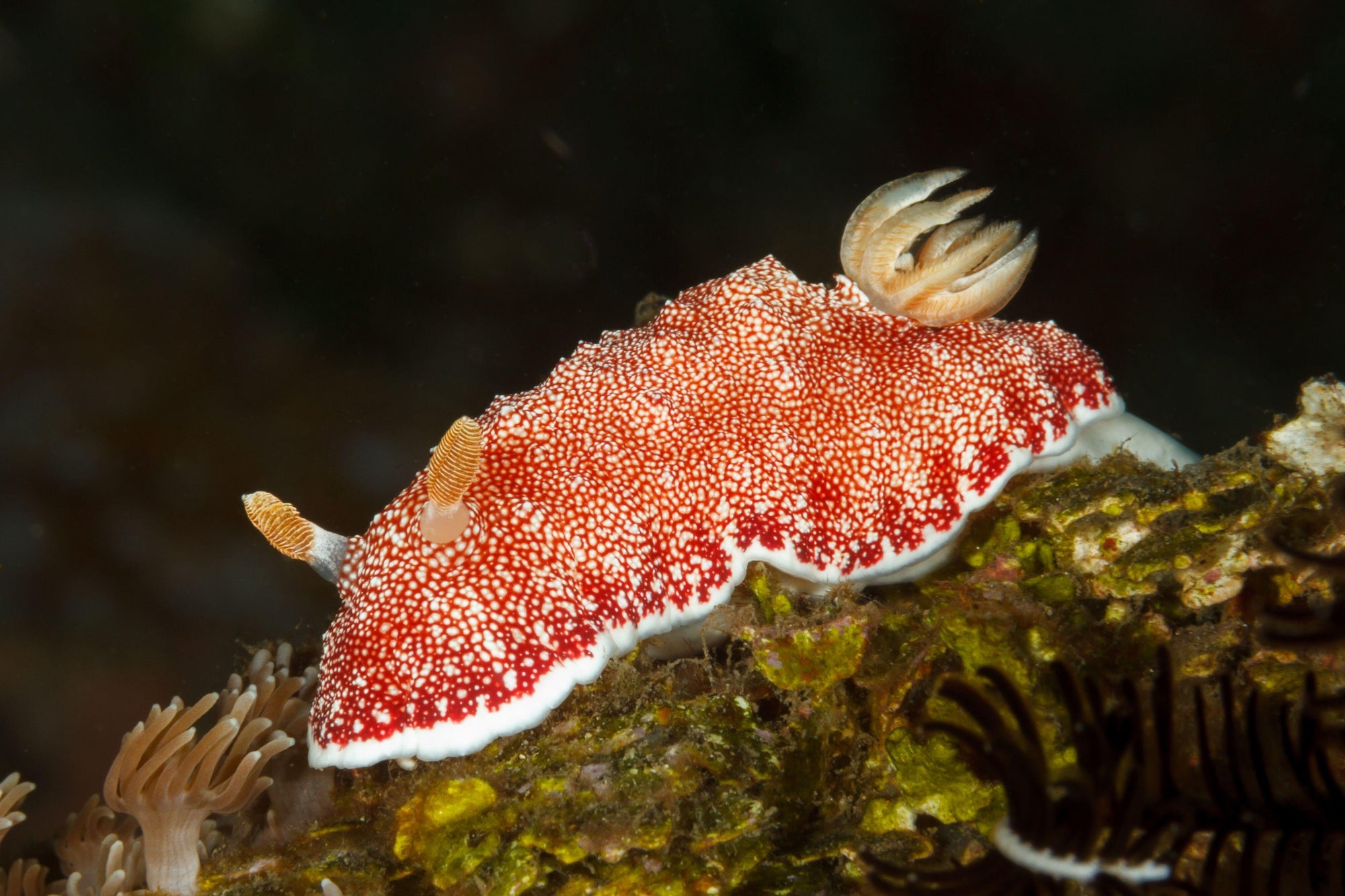 Let these nine romantic animals inspire you on Valentine’s Day ...