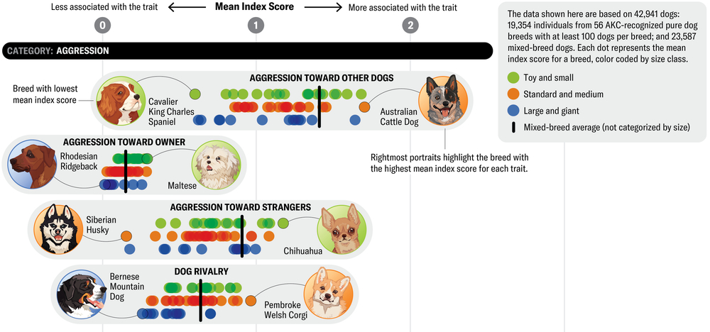 Which dog breed stereotypes are true? Here’s the science | Scientific ...