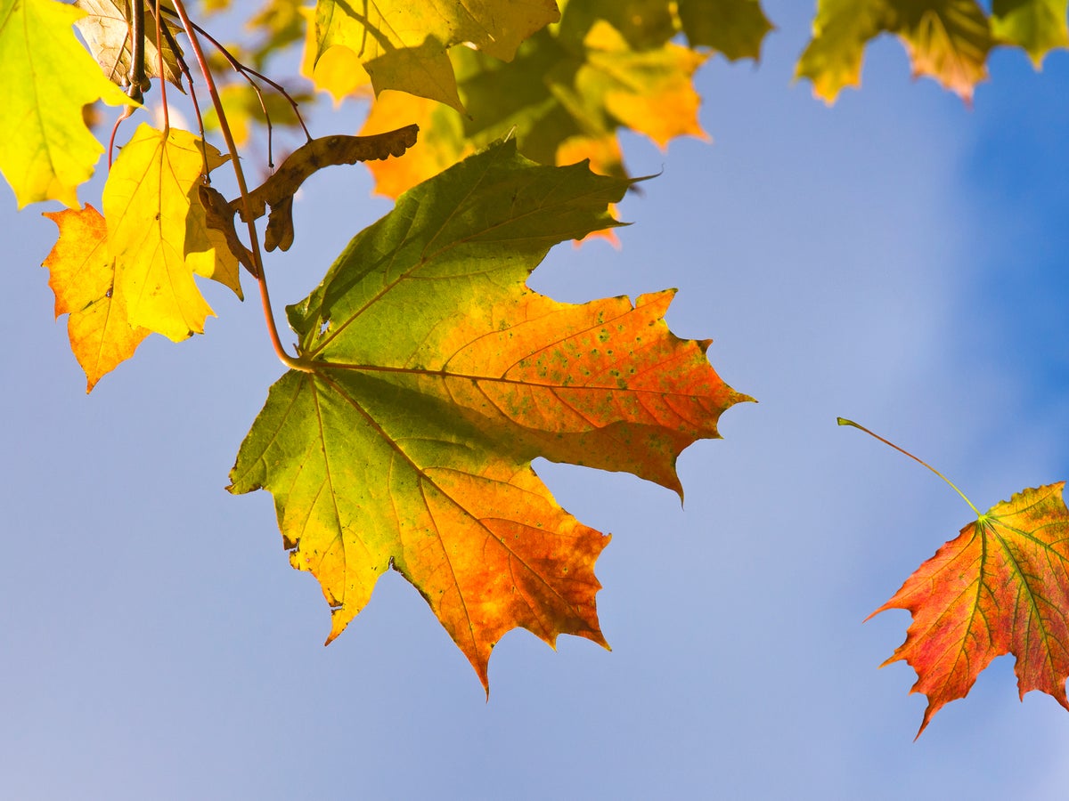 what determines the color of leaves in the fall