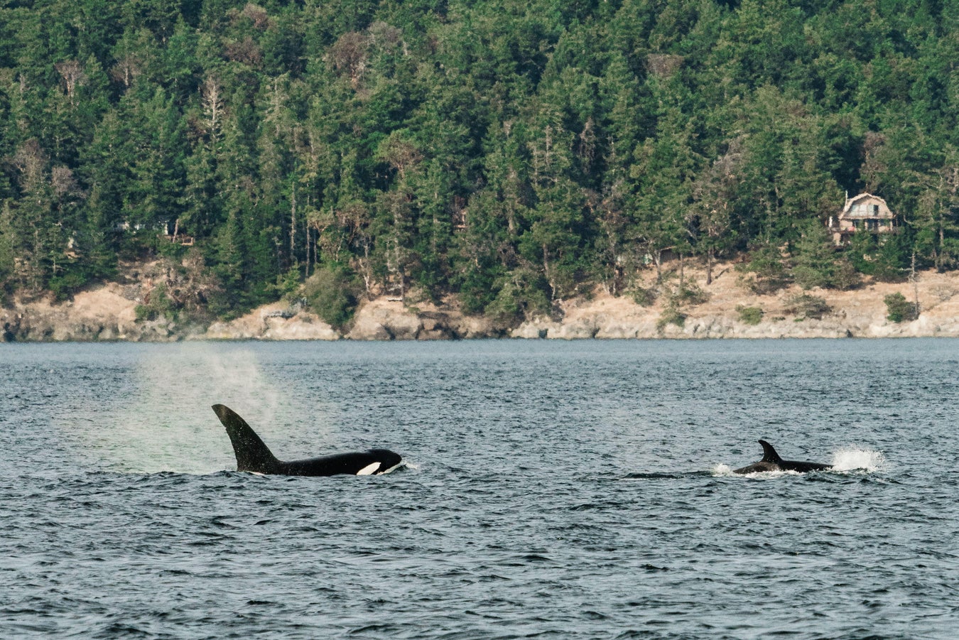 Orca Groups with Radically Different Cultures Are Actually Separate ...