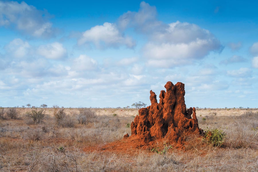 Animals Expend 76,000 Gigajoules of Energy Sculpting Our Planet Every ...
