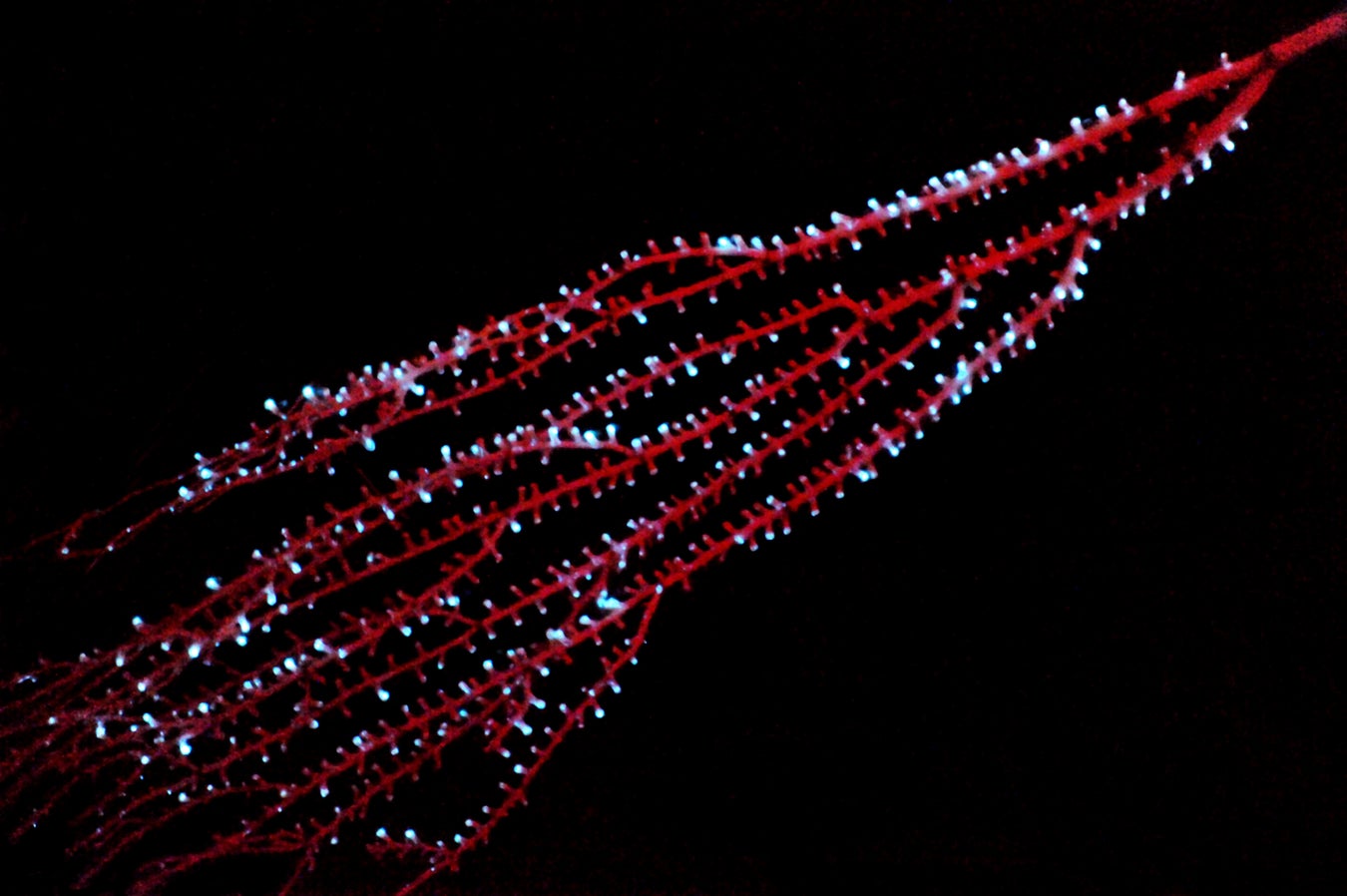 Glow-in-the-Dark Animals May Have Been around for 540 Million Years ...