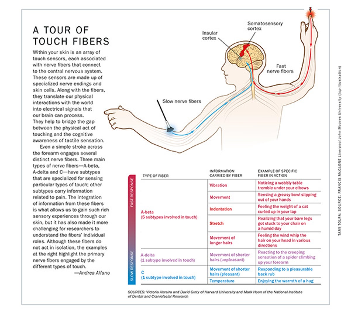 The Secret Social Power of Touch | Scientific American