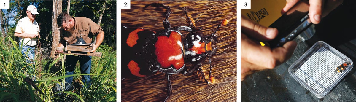 A Beautiful Insect That Buries Dead Bodies Is in the Middle of a ...