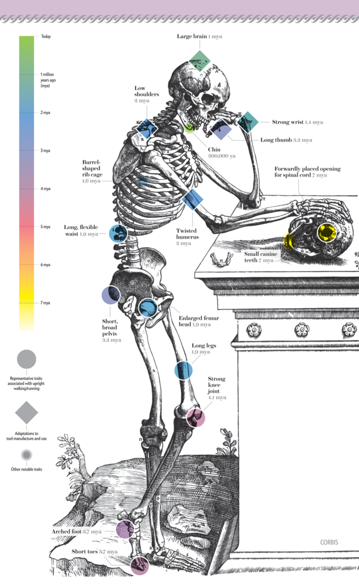 What Makes Humans Special? | Scientific American