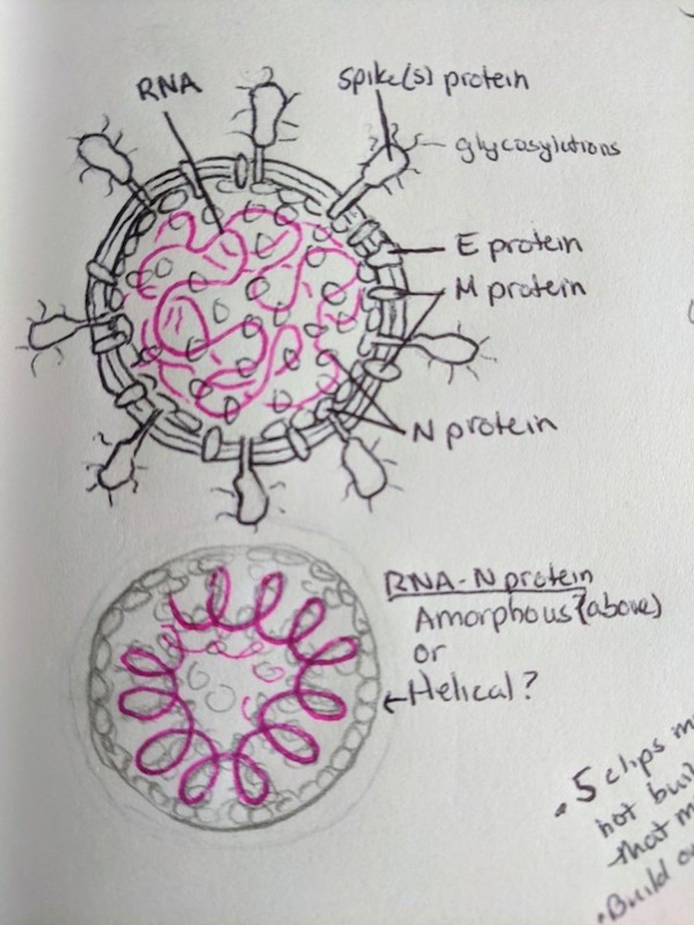 How I Built a 3-D Model of the Coronavirus for Scientific American ...