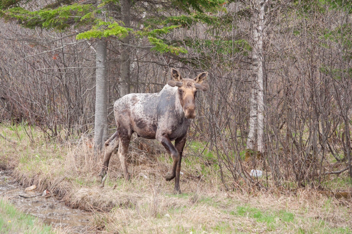 As Winters Warm, Blood-Sucking Ticks Drain Moose Dry | Scientific American