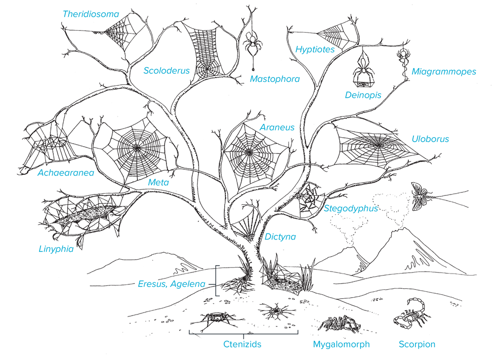 Sticky Science: the Evolution of Spider Webs | Scientific American