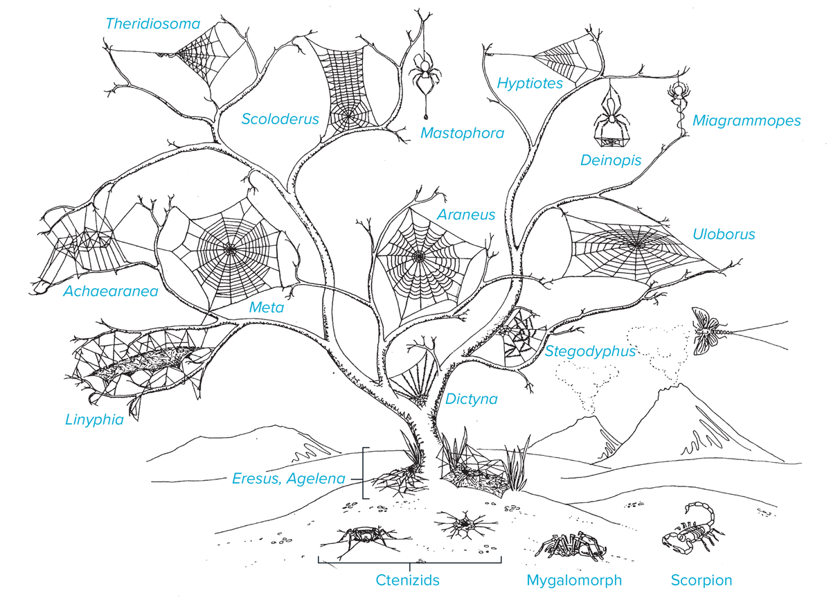 Sticky Science: the Evolution of Spider Webs | Scientific American
