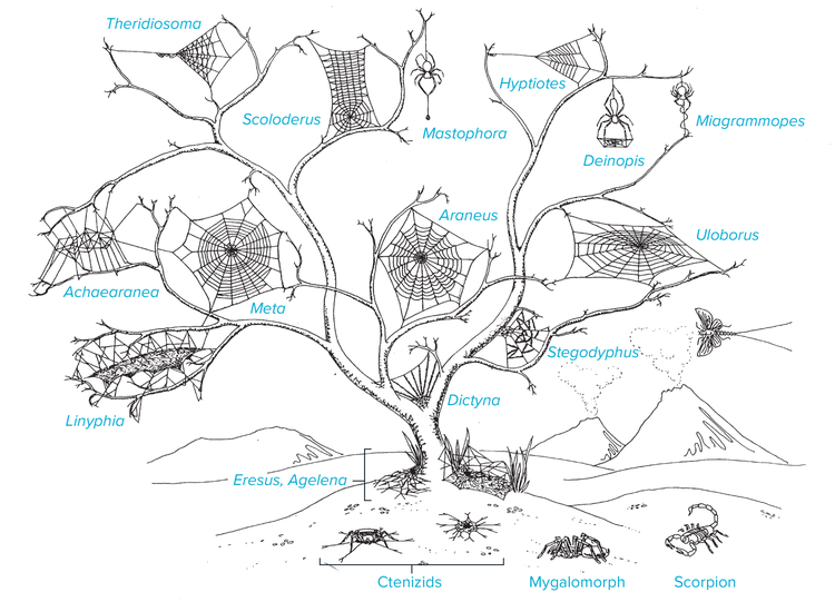 Sticky Science: the Evolution of Spider Webs | Scientific American