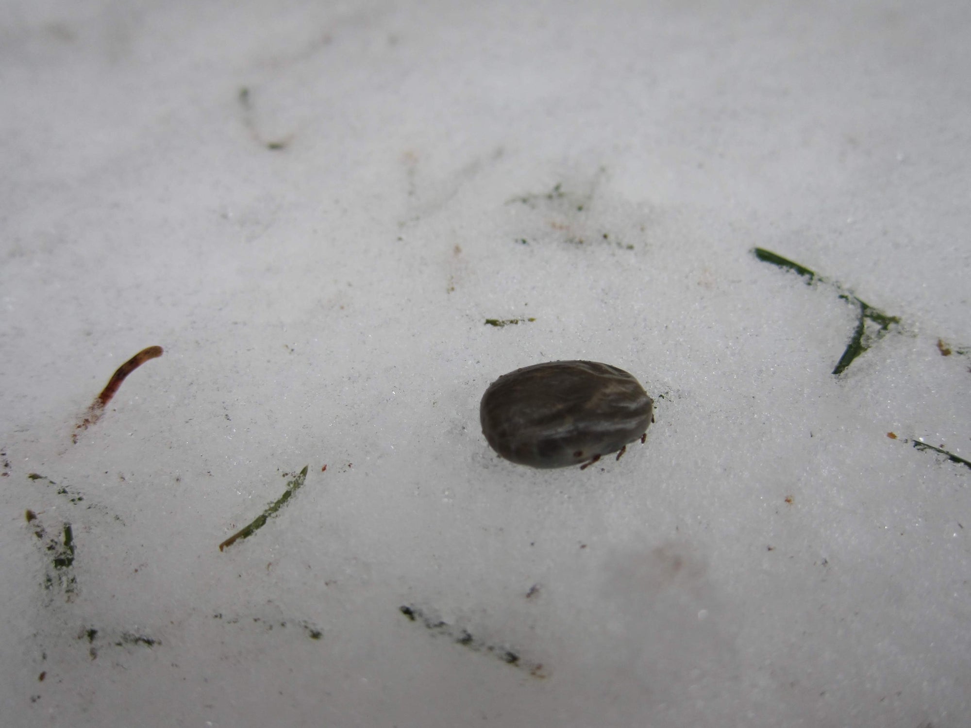 As Winters Warm, Blood-Sucking Ticks Drain Moose Dry | Scientific American