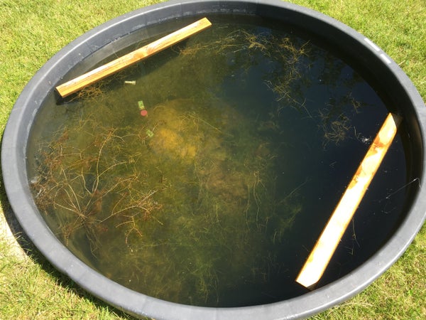 From Fish to Humans, A Microplastic Invasion May Be Taking a Toll ...