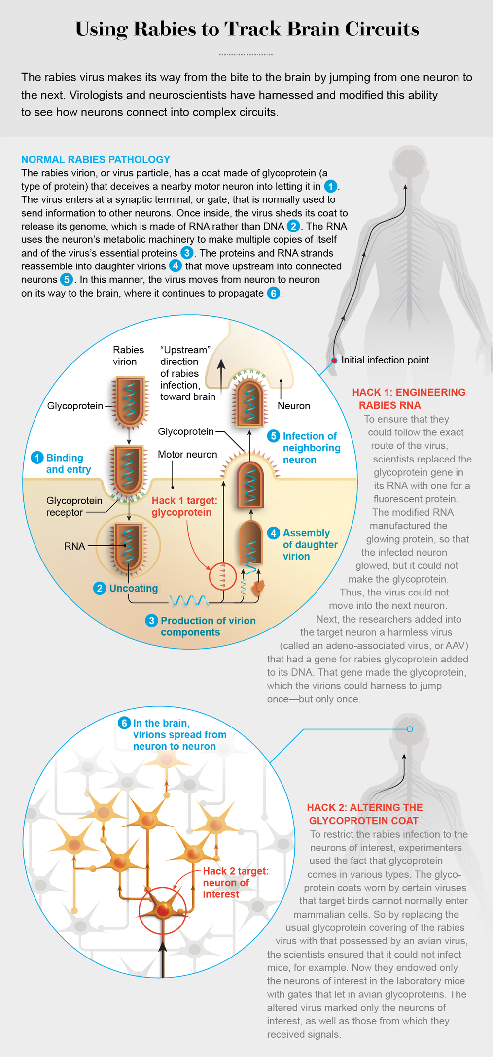 Neuroscientists Use Rabies to Explore the Brain | Scientific American