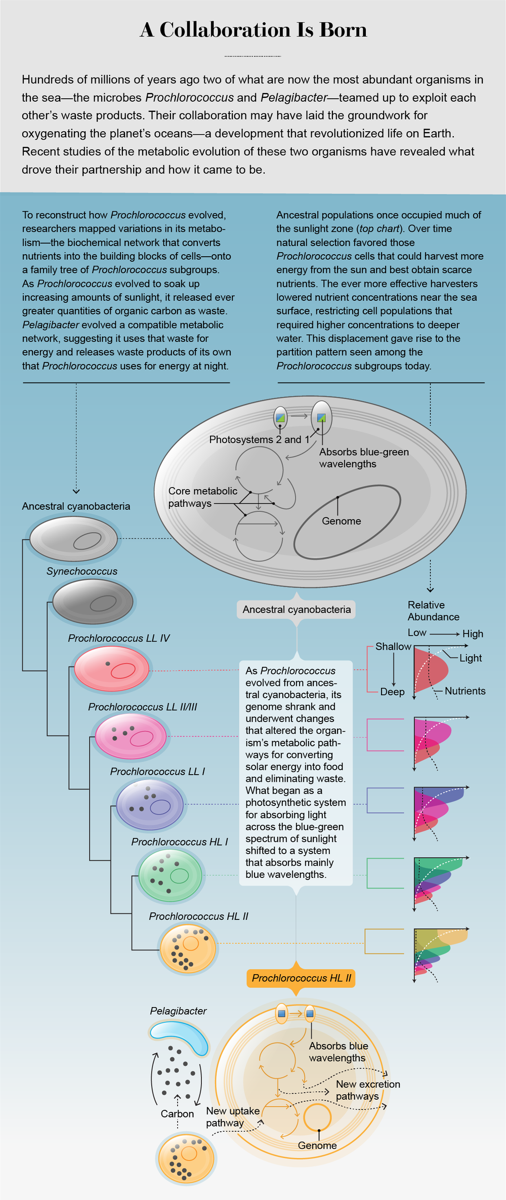 How Cooperating Microbes Shaped Life on Earth | Scientific American