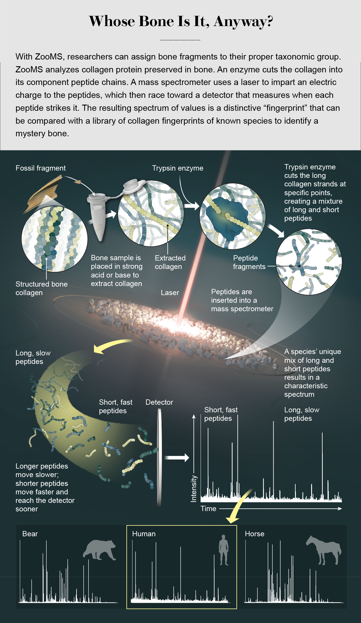Ingenious Method Reveals Precious Human Remains Hidden in Fossil "Junk ...