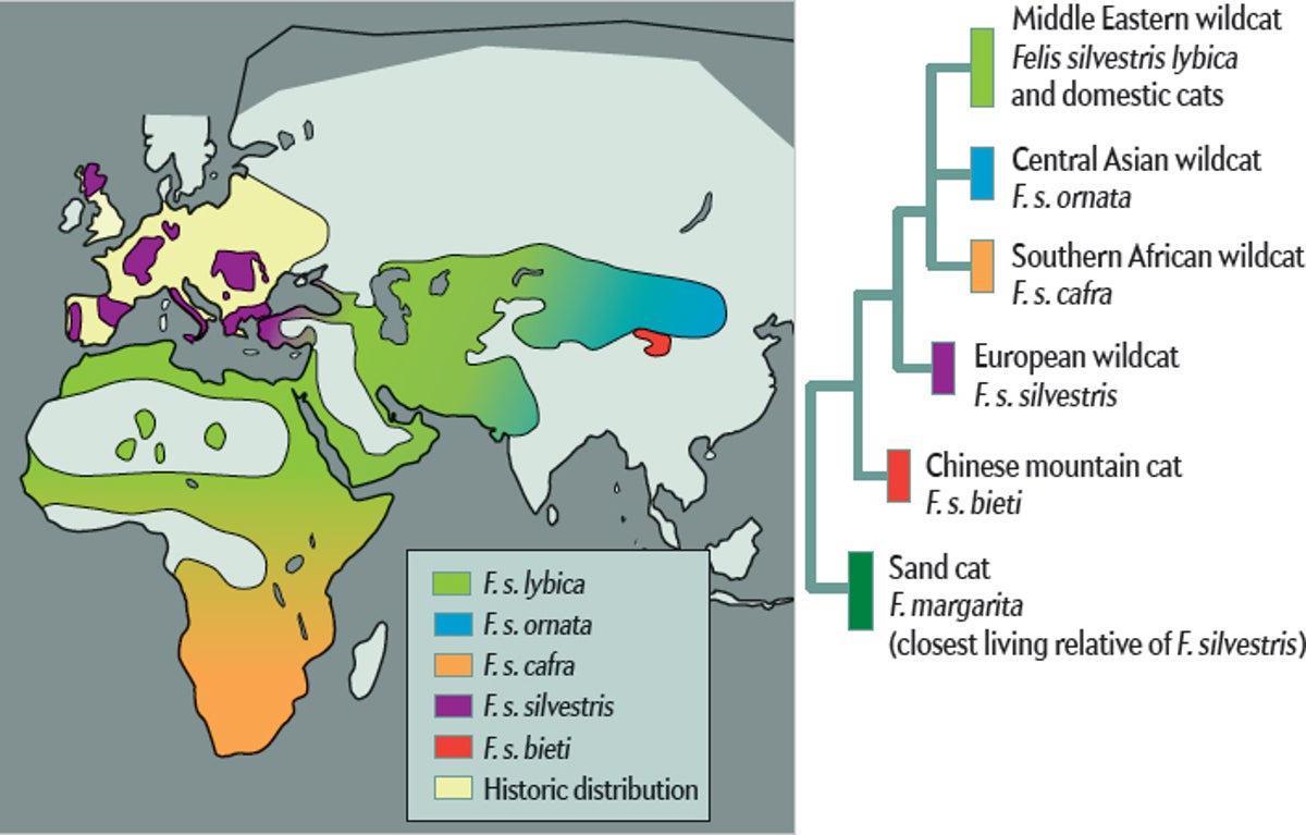 How House Cats Evolved | Scientific American