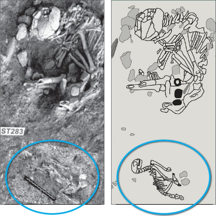How House Cats Evolved | Scientific American