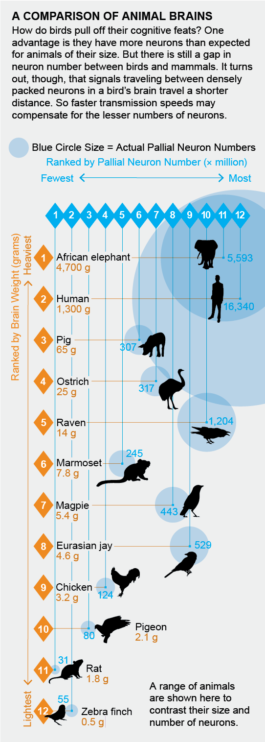 "Birdbrain" Turns from Insult to Praise | Scientific American