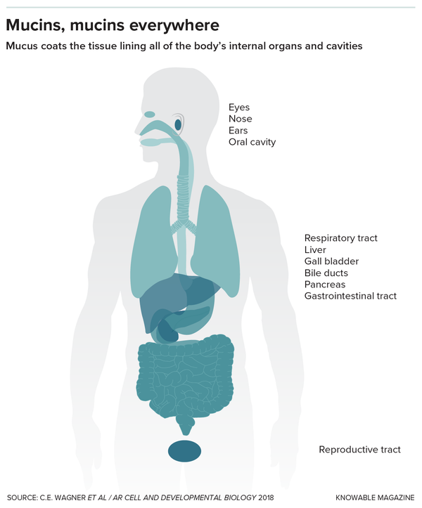Mucus: The Body's Unsung Hero | Scientific American