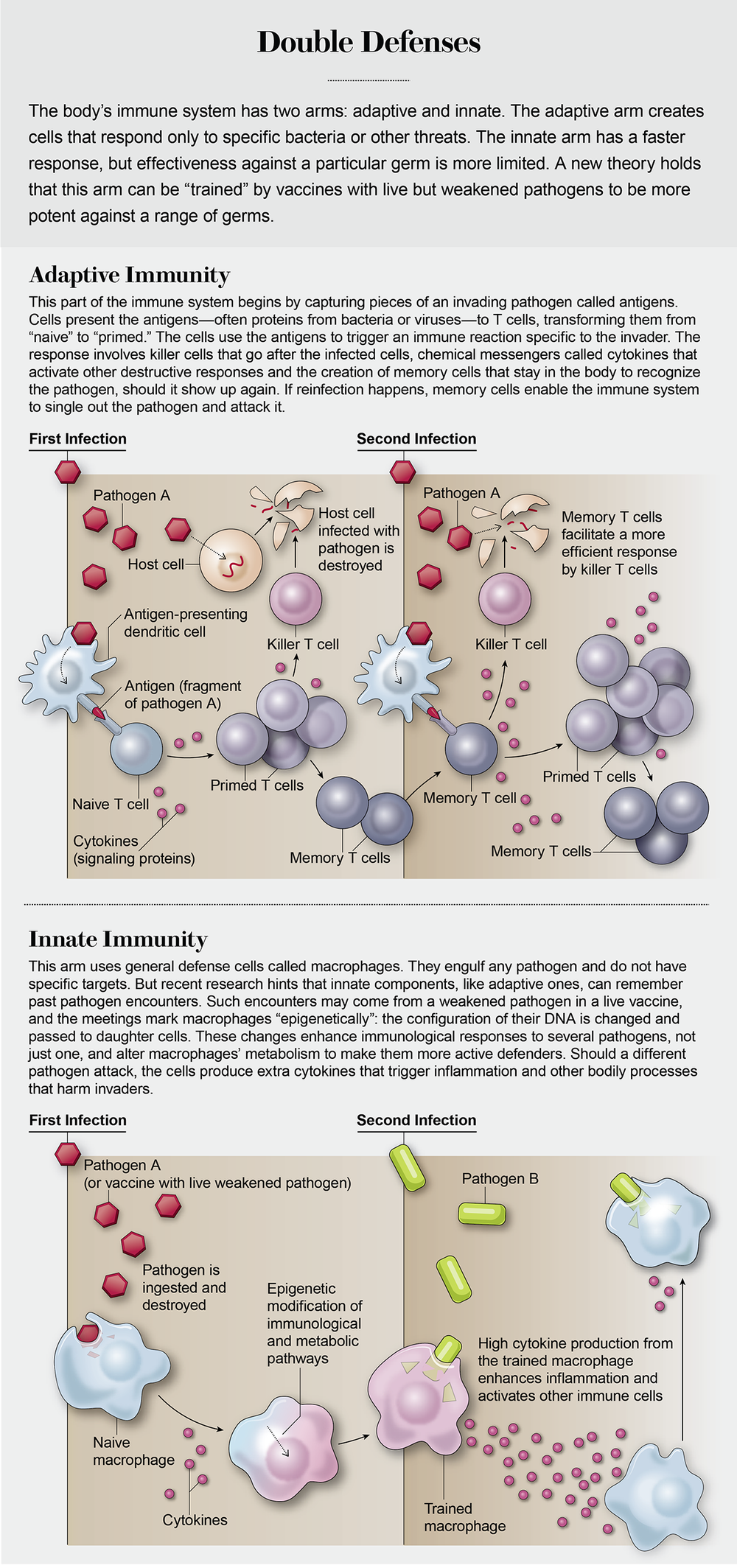 Could a Single Live Vaccine Protect against a Multitude of Diseases ...