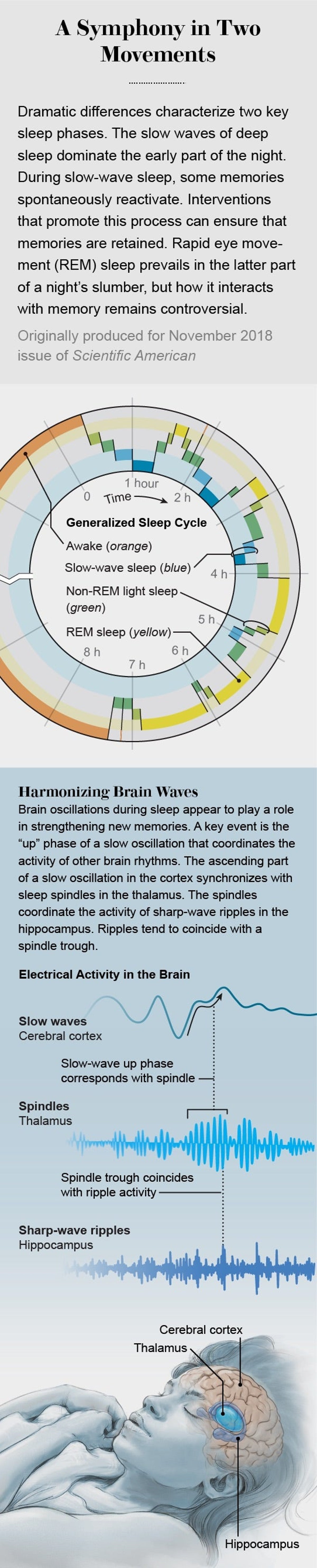 Deep Sleep Gives Your Brain a Deep Clean | Scientific American
