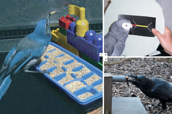 "Birdbrain" Turns from Insult to Praise | Scientific American