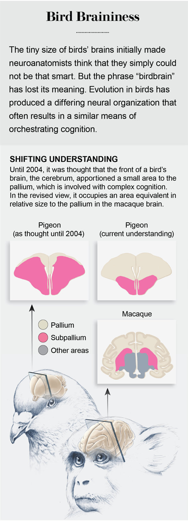 "Birdbrain" Turns from Insult to Praise | Scientific American