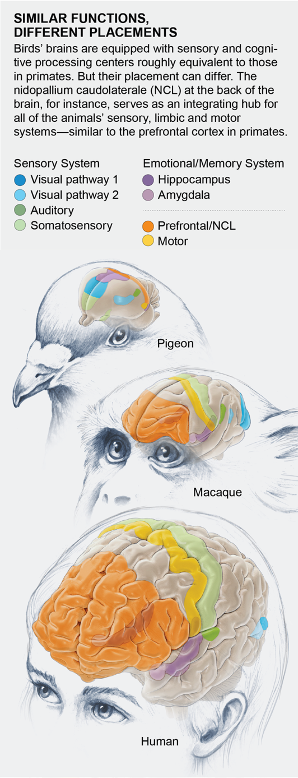 "Birdbrain" Turns from Insult to Praise | Scientific American
