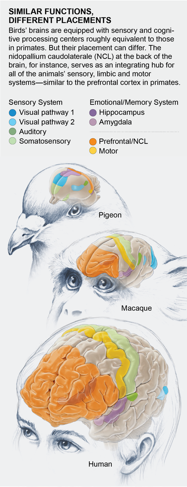 "Birdbrain" Turns from Insult to Praise | Scientific American
