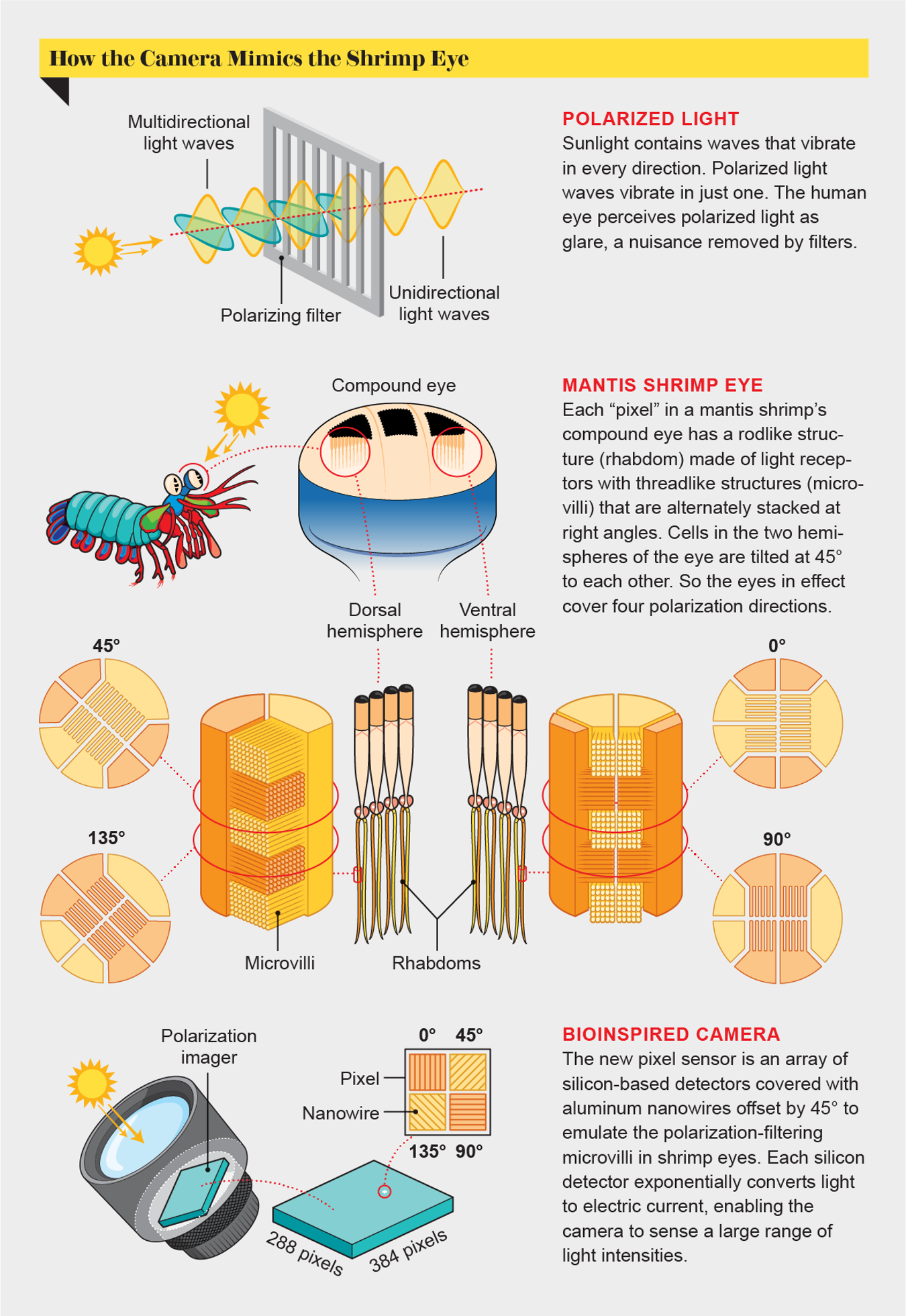 Camera Mimics Mantis Shrimp's Astounding Vision | Scientific American