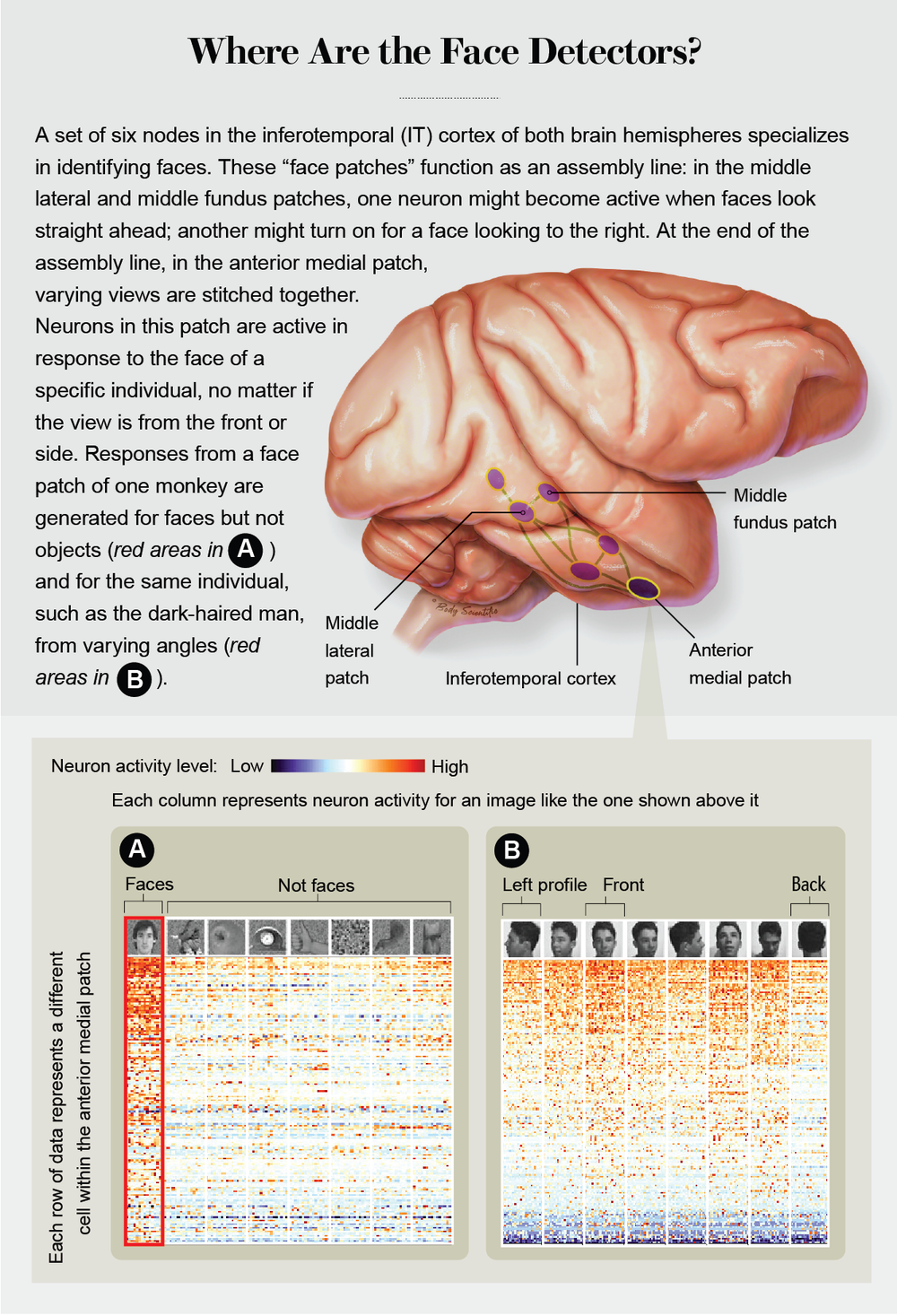 How the Brain Reads Faces | Scientific American