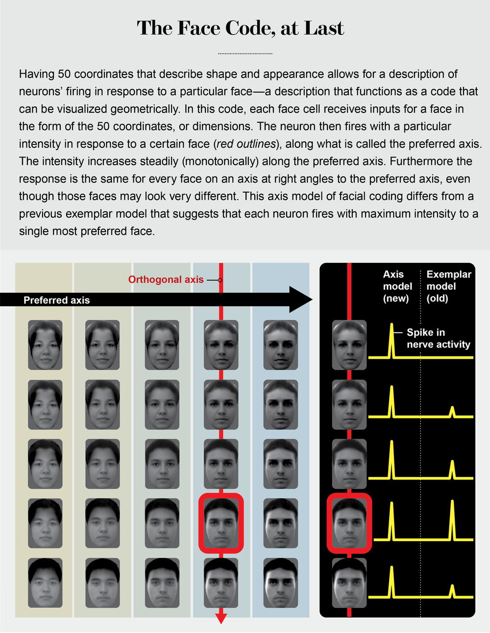 How the Brain Reads Faces | Scientific American