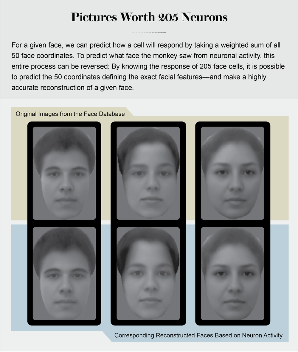 How the Brain Reads Faces | Scientific American