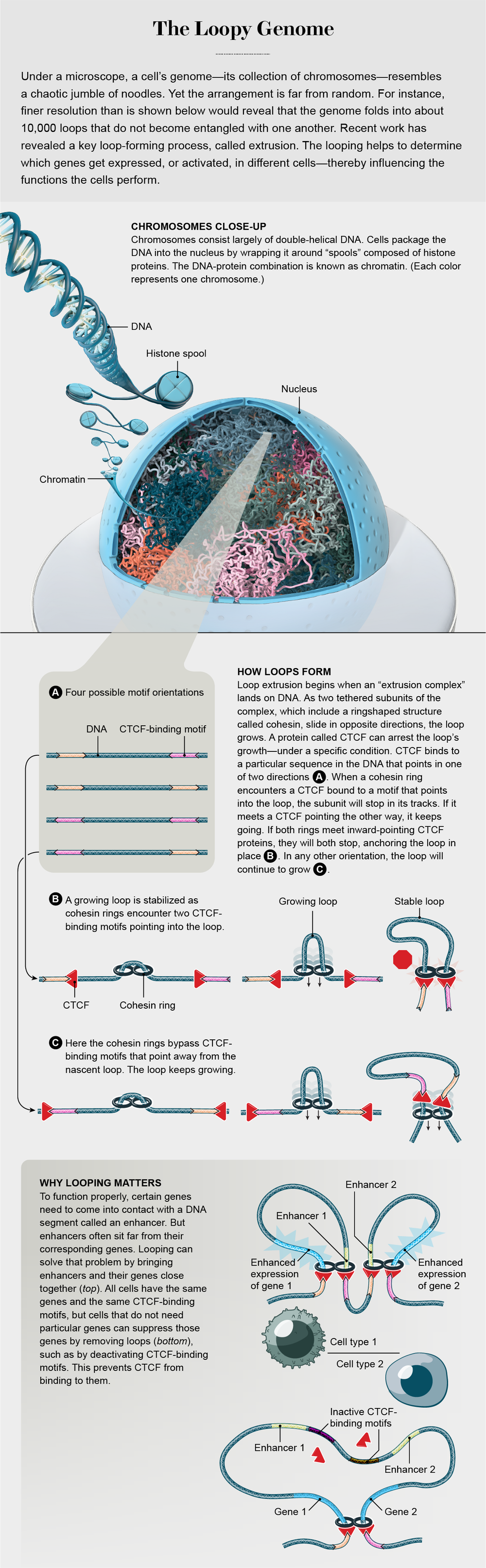 Untangling the Formation of DNA Loops | Scientific American