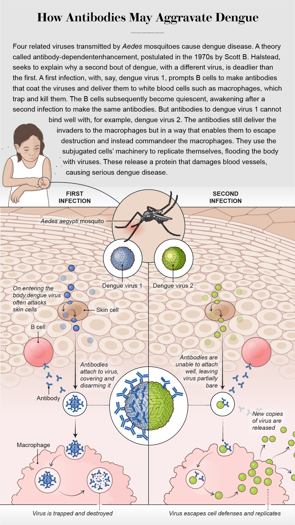 How the World's First Dengue Vaccination Drive Ended in Disaster ...
