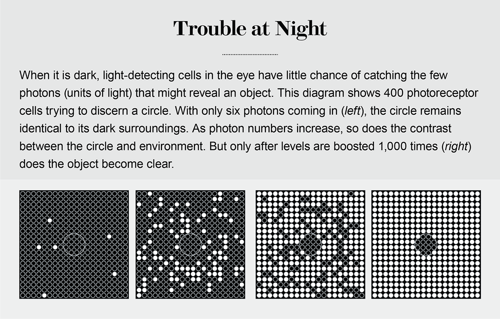 Animals Use Brain Tricks to See in the Dark | Scientific American