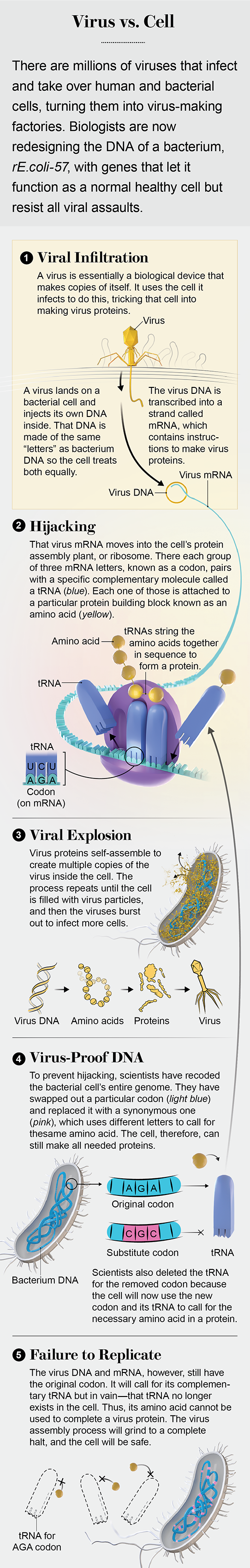 The World's First Virus-Proof Cell, with Redesigned DNA, Is About to ...