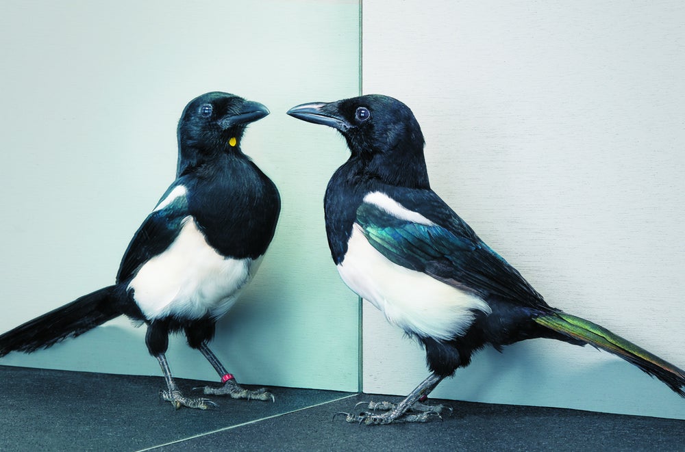 "Birdbrain" Turns from Insult to Praise | Scientific American