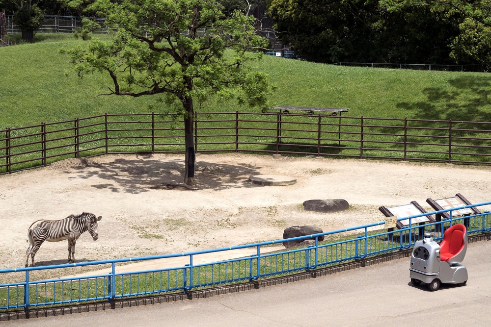 Zoos Find Creative Ways to Cope with Coronavirus Lockdowns | Scientific ...