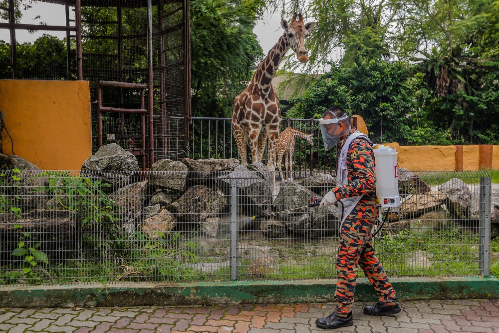 Zoos Find Creative Ways to Cope with Coronavirus Lockdowns | Scientific ...