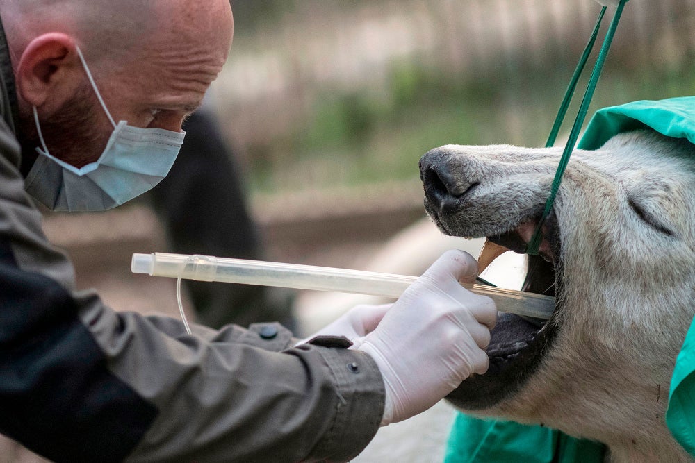 Zoos Find Creative Ways to Cope with Coronavirus Lockdowns | Scientific ...