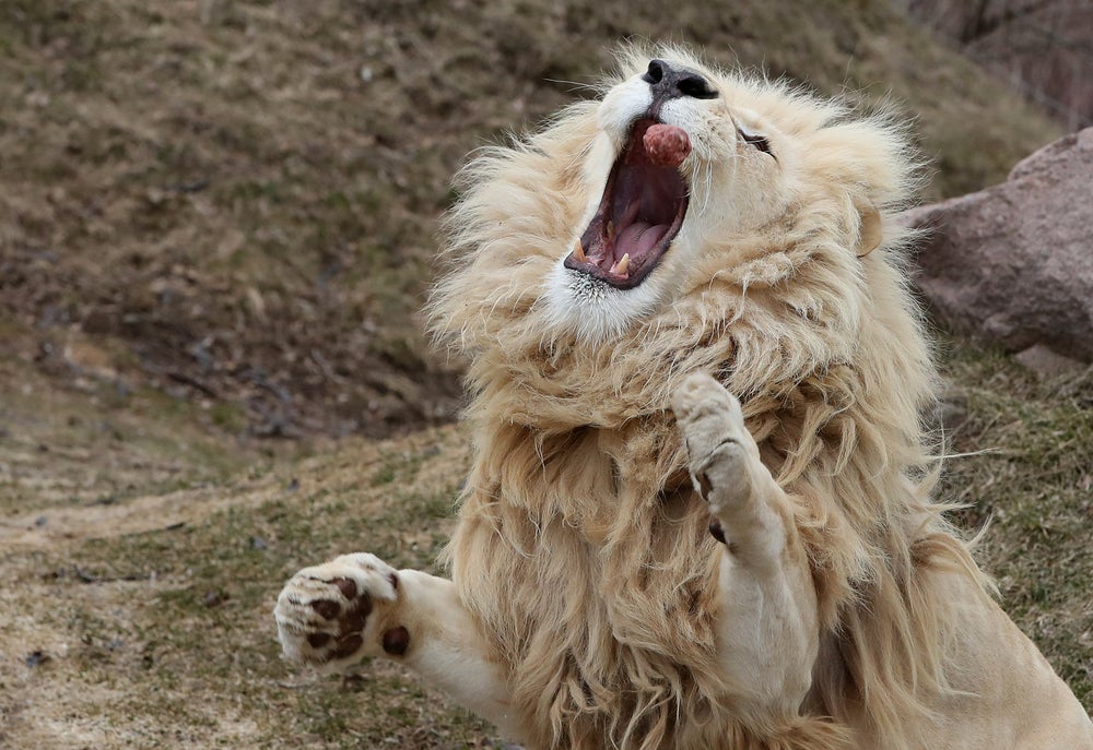 Zoos Find Creative Ways to Cope with Coronavirus Lockdowns | Scientific ...