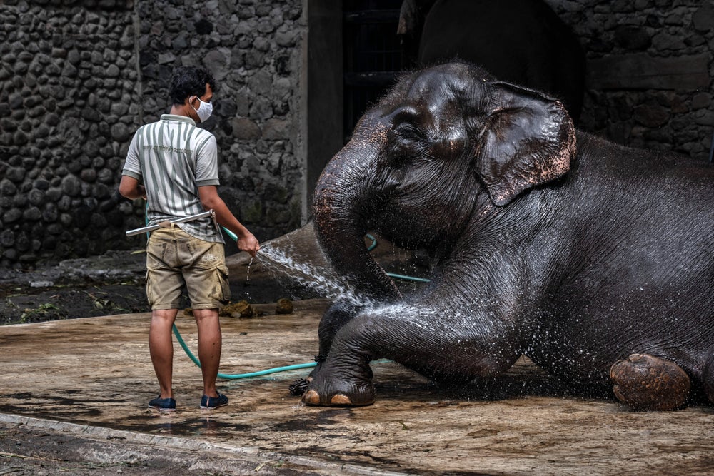 Zoos Find Creative Ways to Cope with Coronavirus Lockdowns | Scientific ...