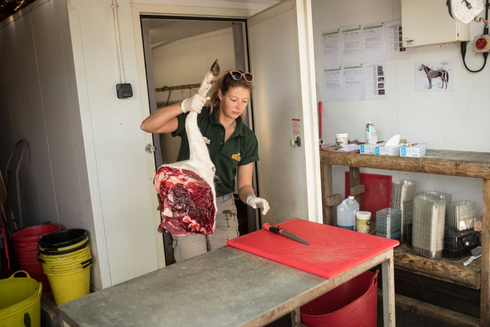 Zoos Find Creative Ways to Cope with Coronavirus Lockdowns | Scientific ...